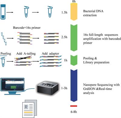 Frontiers | Improved targeting of the 16S rDNA nanopore sequencing method enables rapid pathogen ...